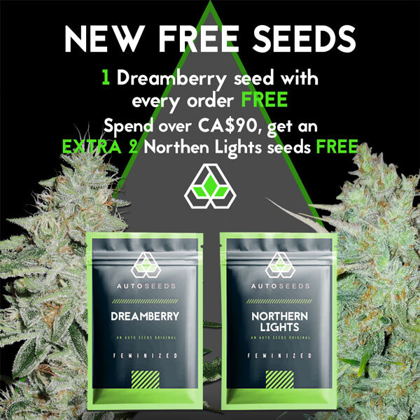 The #1 Autoflower Seed Bank | Auto Seeds Canada