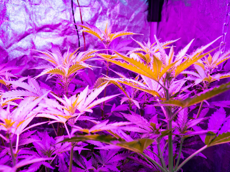 Best Grow Lights For Autoflowers | Auto Seeds Canada
