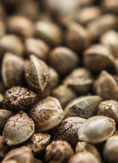 The #1 Autoflower Seed Bank | Auto Seeds Canada