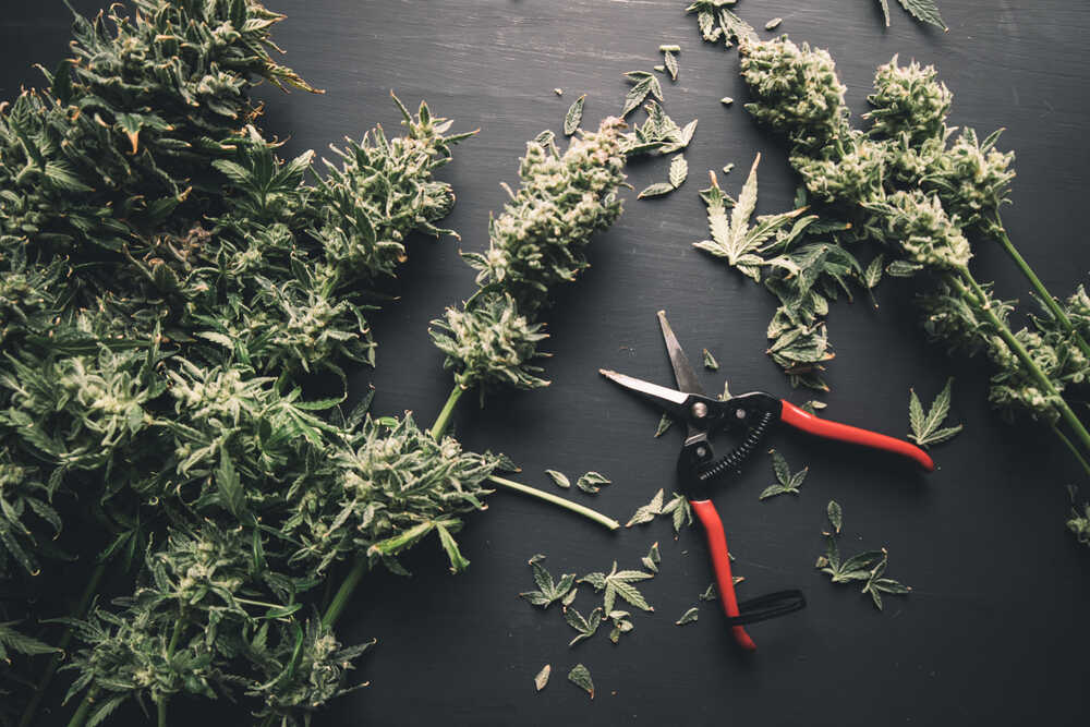 How to harvest autoflower cannabis | Auto Seeds Canada