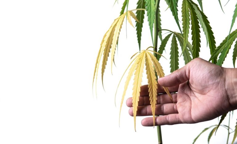 Cannabis Deficiencies: Symptoms and Fixes | Auto Seeds