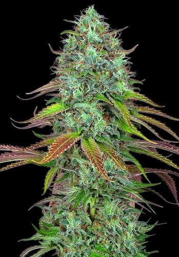 Top 10 High Yielding Autoflower Strains - Autoseeds EN