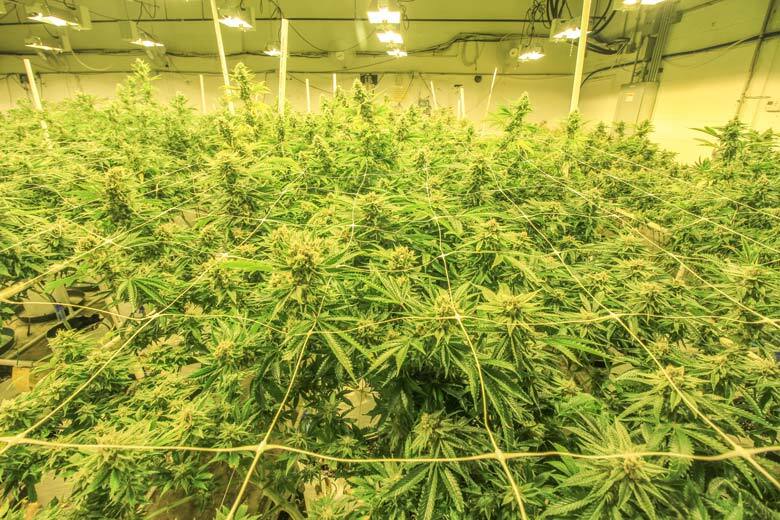 How to scrog autoflowers - Autoseeds EN