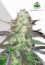 Ghost Train Haze Autoflower Seeds | Auto Seeds