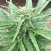 Buy Gorilla GG4 Autoflower Seeds Online