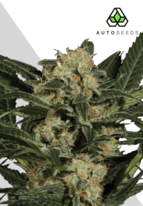 Buy Candy Kush Autoflower Seeds Online