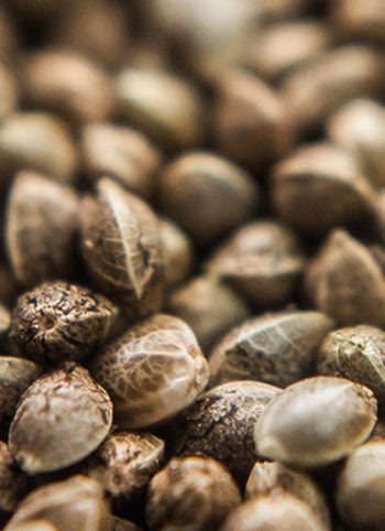 Buy Autoflower Seeds From Auto Seeds