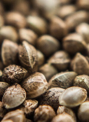 The #1 USA Autoflower Seed Bank | Auto Seeds