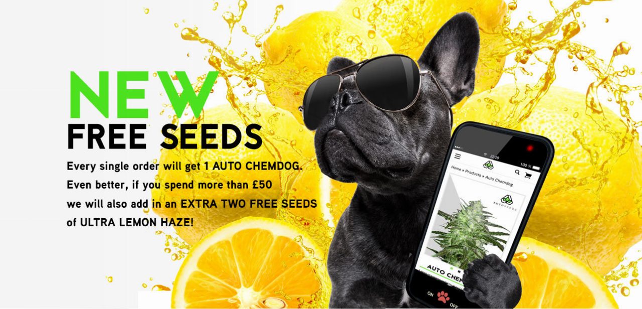 Auto Seeds - The Autoflowering Specialists