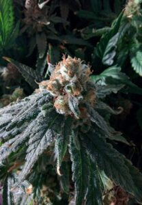 Top 10 High Yielding Autoflower Strains - Auto Seeds