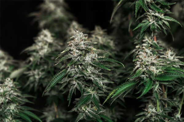Top 10 High Yielding Autoflower Strains - Auto Seeds