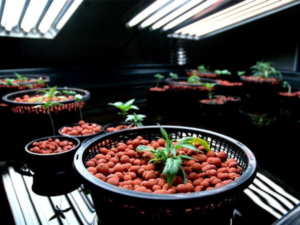 What is the best soil for autoflowers? | Auto Seeds