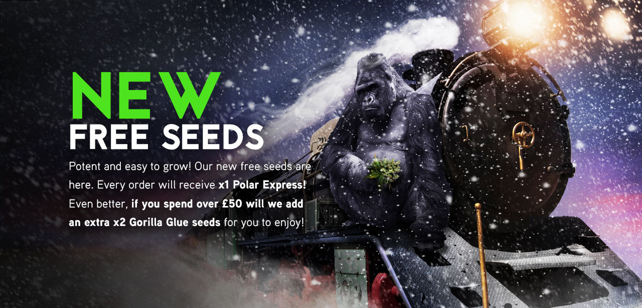 Auto Seeds - The Autoflowering Specialists