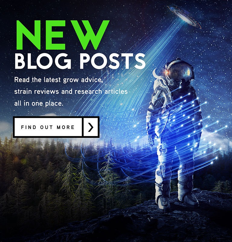 Auto Seeds - The Autoflowering Specialists