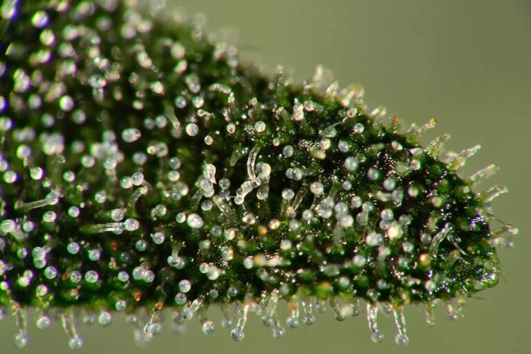 Autoflower Life Cycle Week By Week In Pictures - How should your plant ...