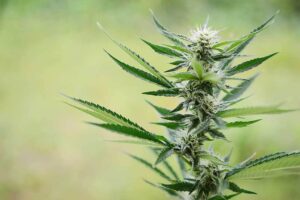 Autoflower Life Cycle Week By Week In Pictures - How should your plant ...