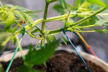 Low Stress Training Autoflowers | LST Autoflower Guide