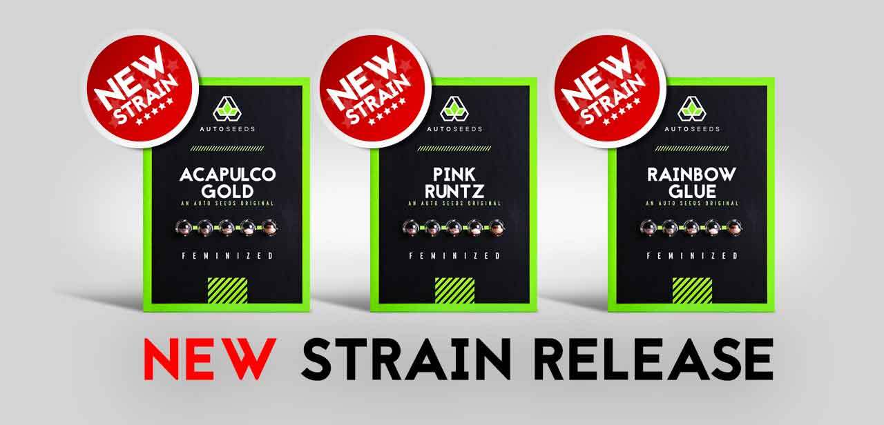 Auto Seeds - The Autoflowering Specialists