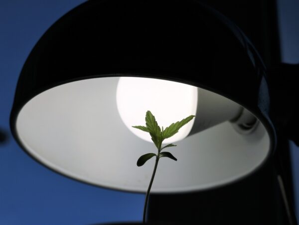 Best autoflower light cycle | Autoflower light schedules