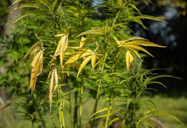 How to fix nutrient deficiency in cannabis | Auto Seeds