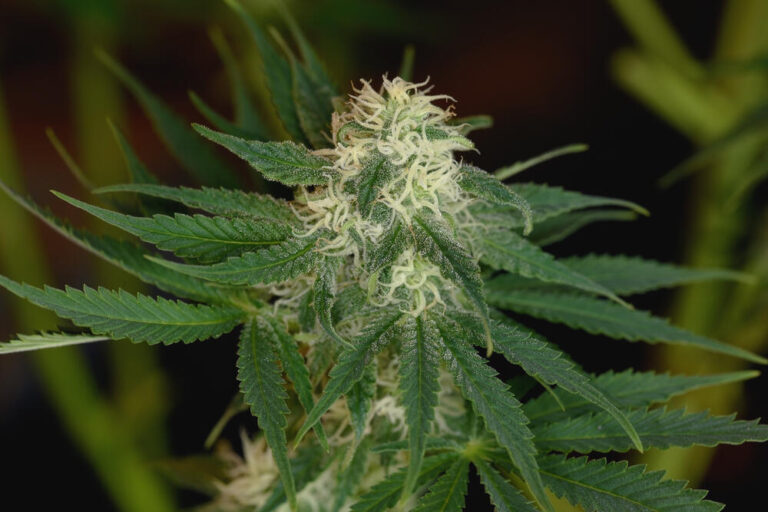 Why is my autoflower not flowering? Common causes and fixes