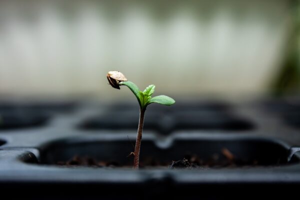 How to grow autoflowers during the seedling stage
