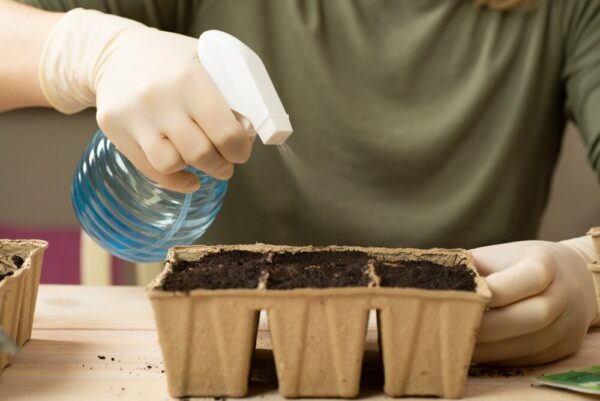 How to grow autoflowers during the seedling stage