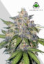 Buy Blueberry Autoflower Seeds Online