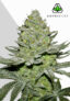 Sour Diesel Autoflower Seeds | Auto Seeds