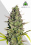 Wedding Cake Autoflower Seeds | Auto Seeds