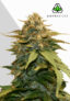 Buy Autoflowering Seeds | Shop Online